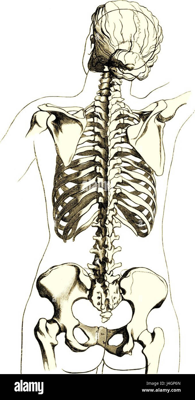 Skeletal system woman hi-res stock photography and images - Alamy