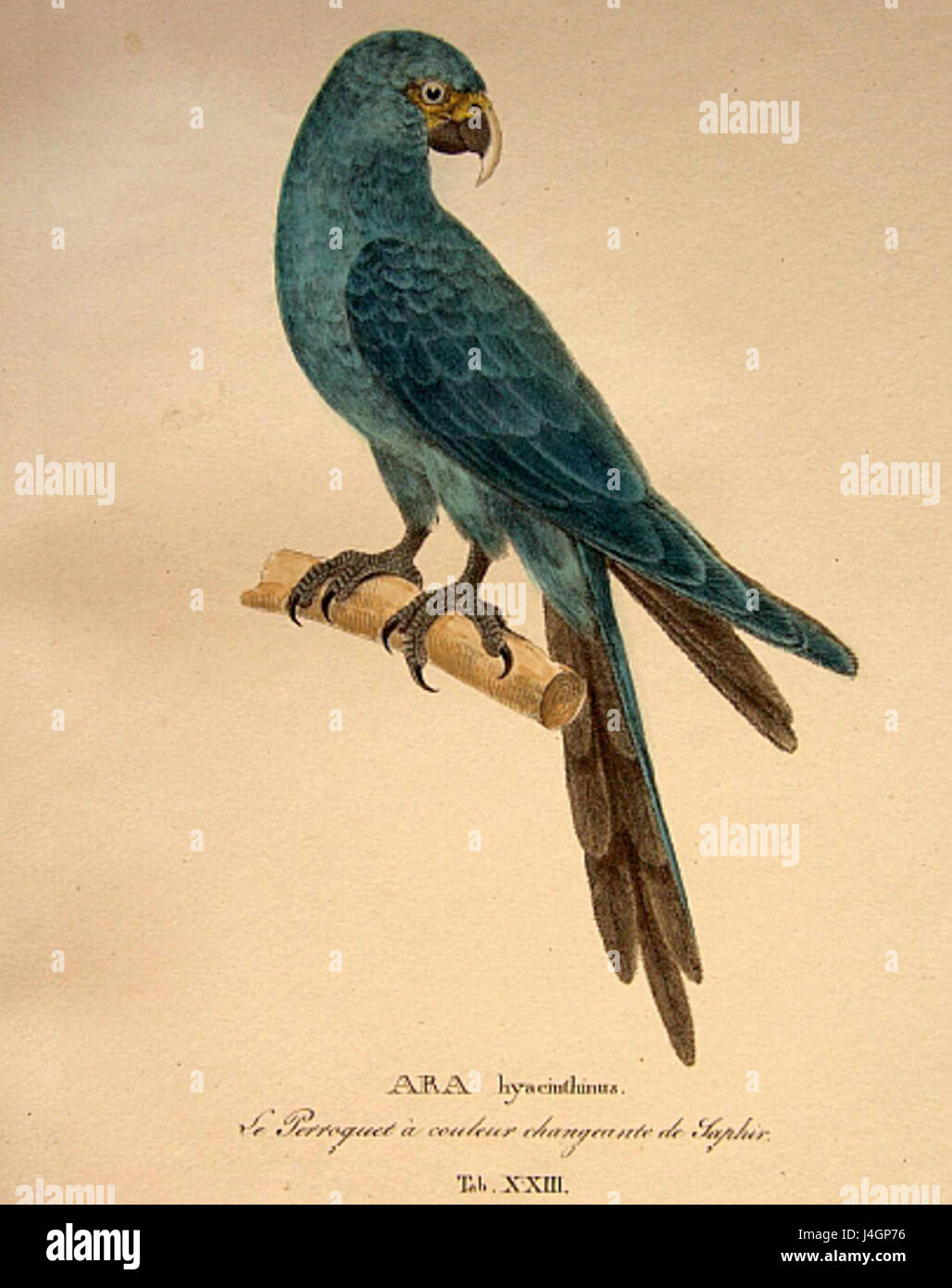 Spix Ara original von Spix Stock Photo - Alamy