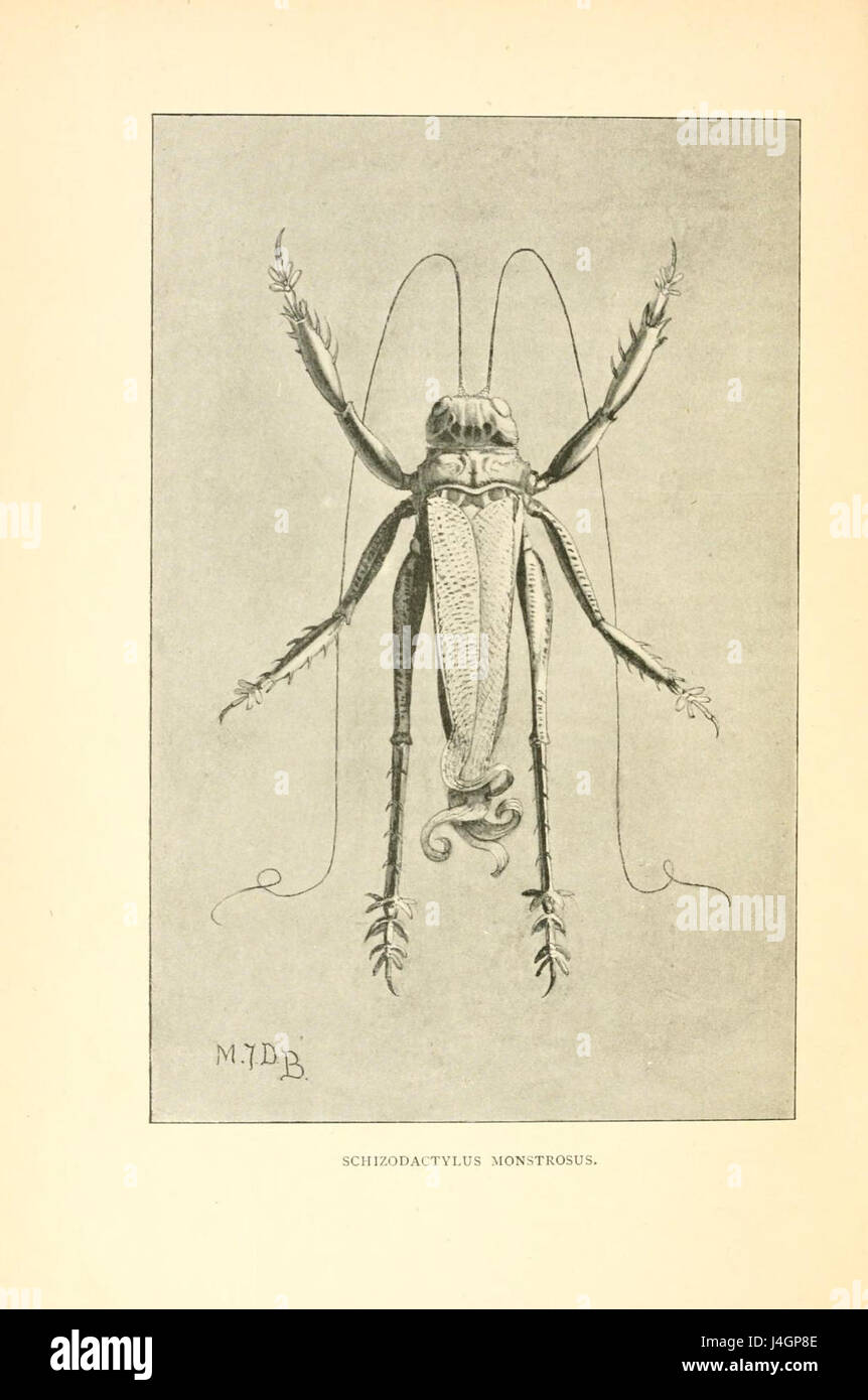 Schizodactylus hi-res stock photography and images - Alamy