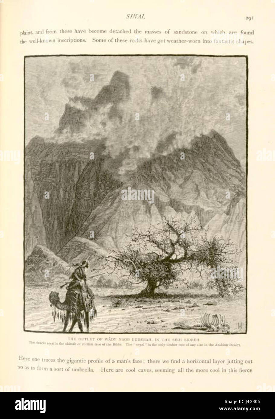 Of shittim hi-res stock photography and images - Alamy