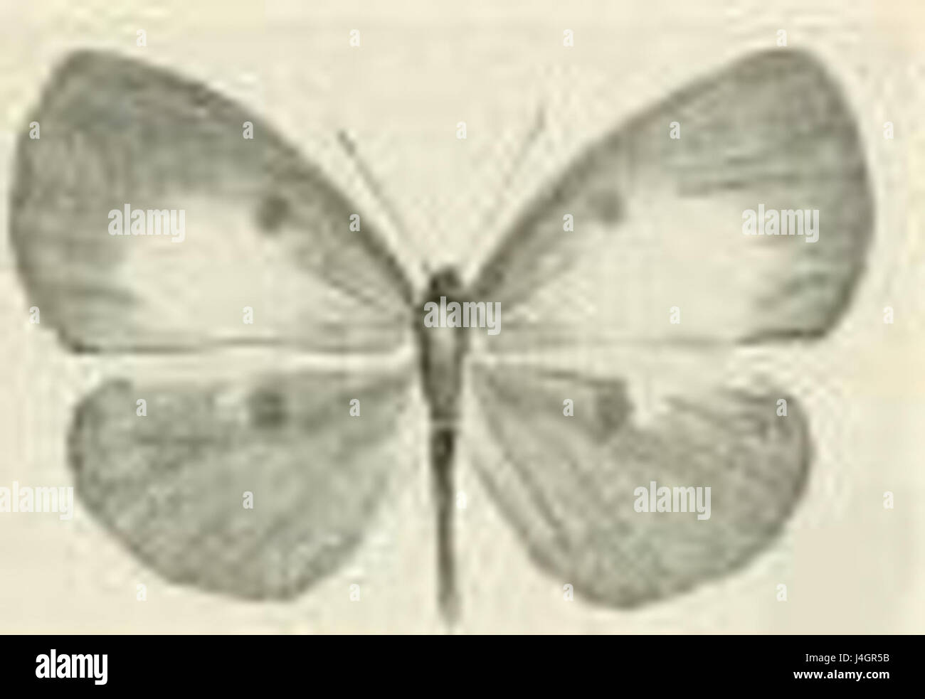 Ilma hi-res stock photography and images - Alamy