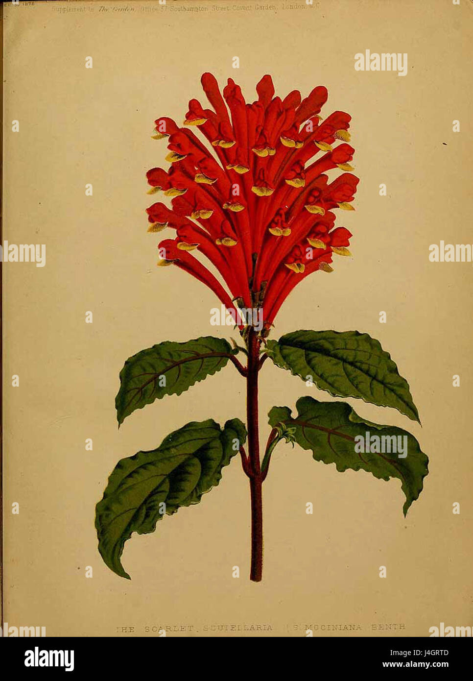Scutellaria mocinoana is a species of plant native to parts of Central ...