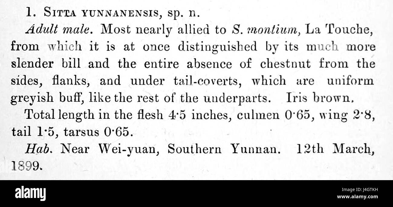 Work details bird species Black and White Stock Photos & Images - Alamy