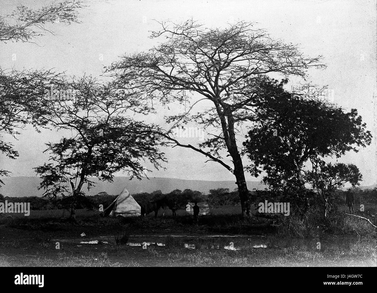 Sir David Bruce's photograph album Wellcome L0022648 Stock Photo - Alamy
