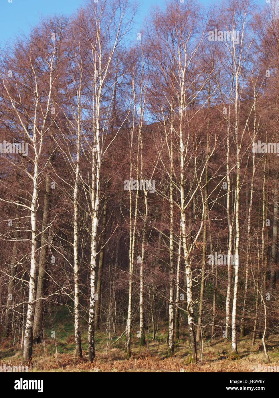 Birch trees in winter hi-res stock photography and images - Alamy