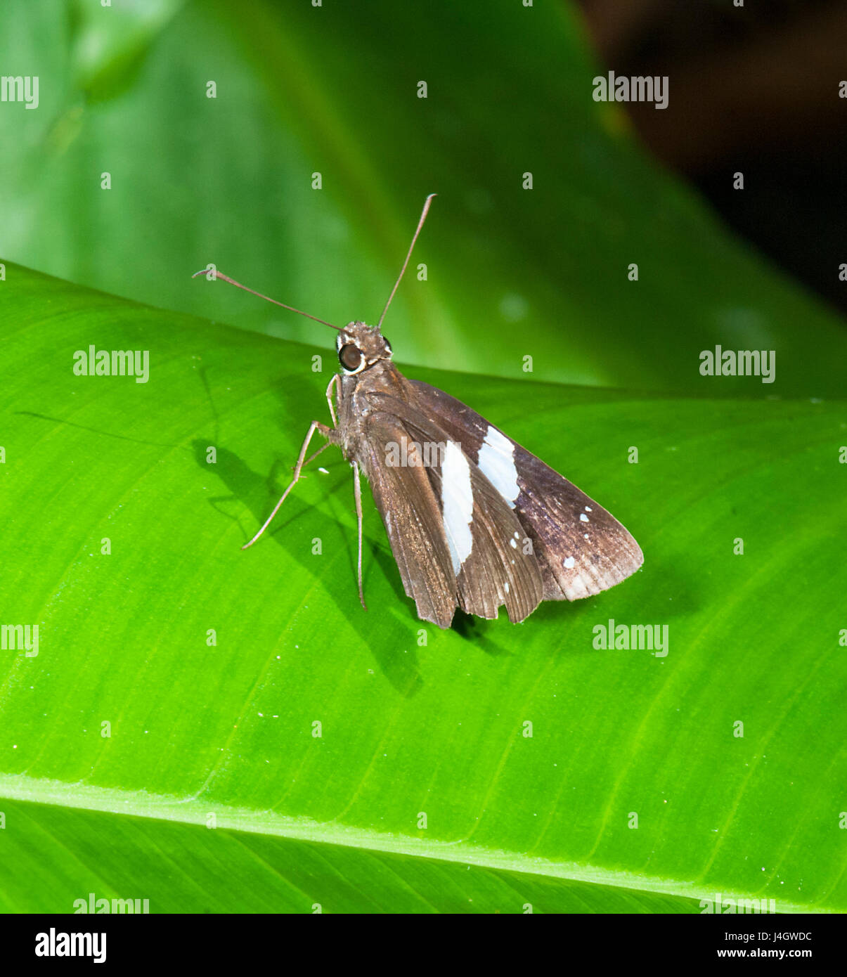 Australian moths hi-res stock photography and images - Alamy