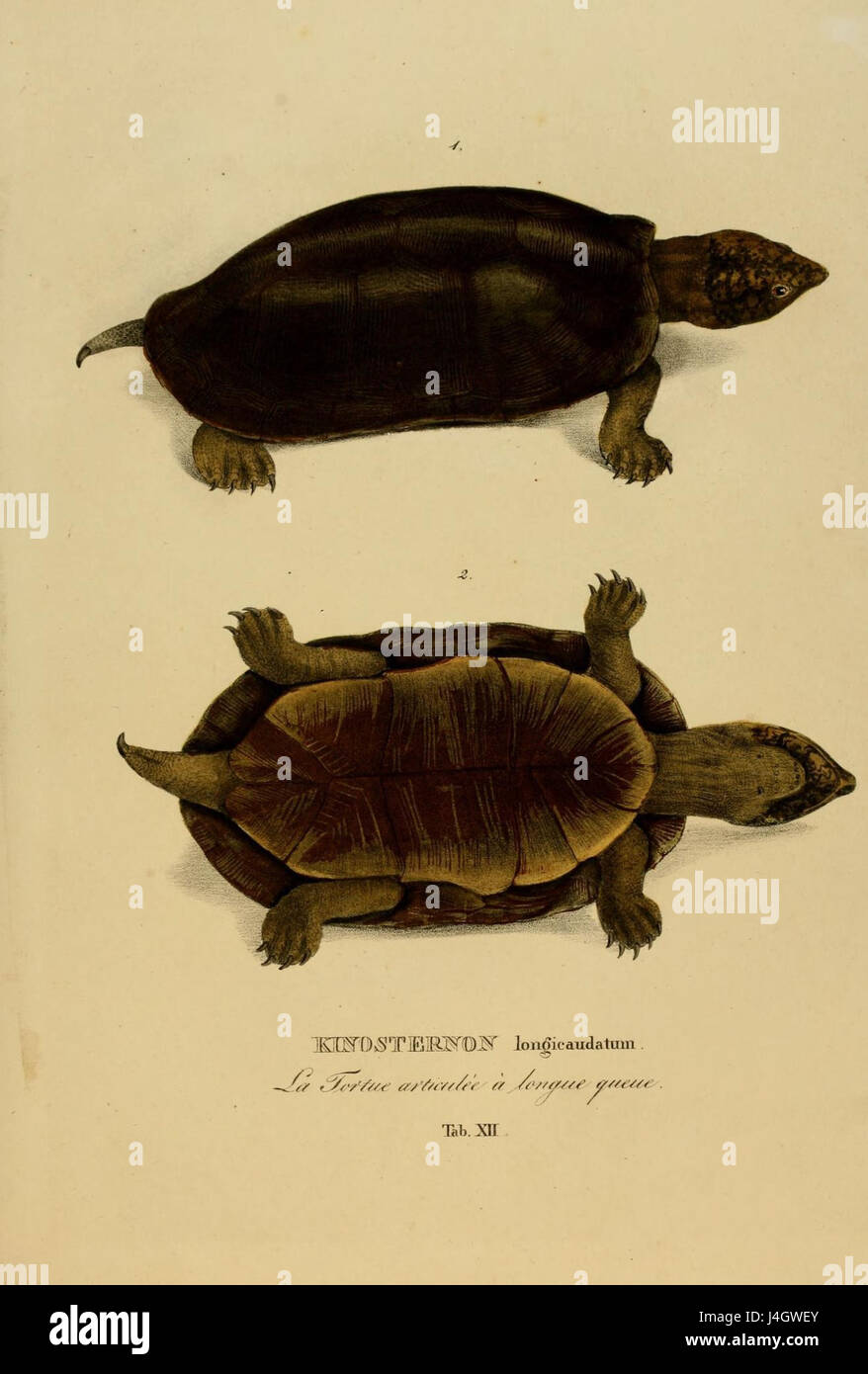 Testudines Tab. XII refers to a specific illustration or plate from a ...