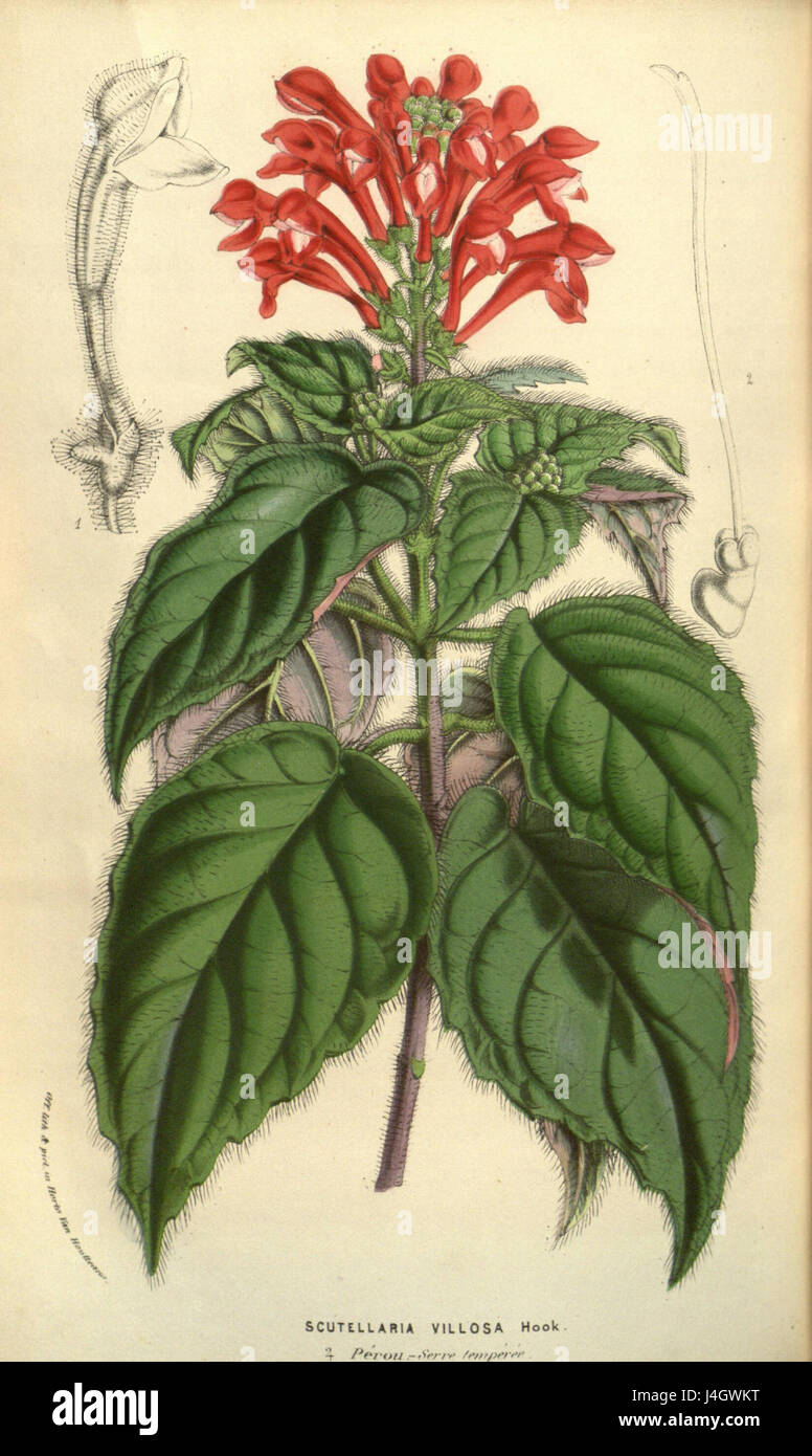 Scutellaria hookeri is a plant species from the genus Scutellaria ...