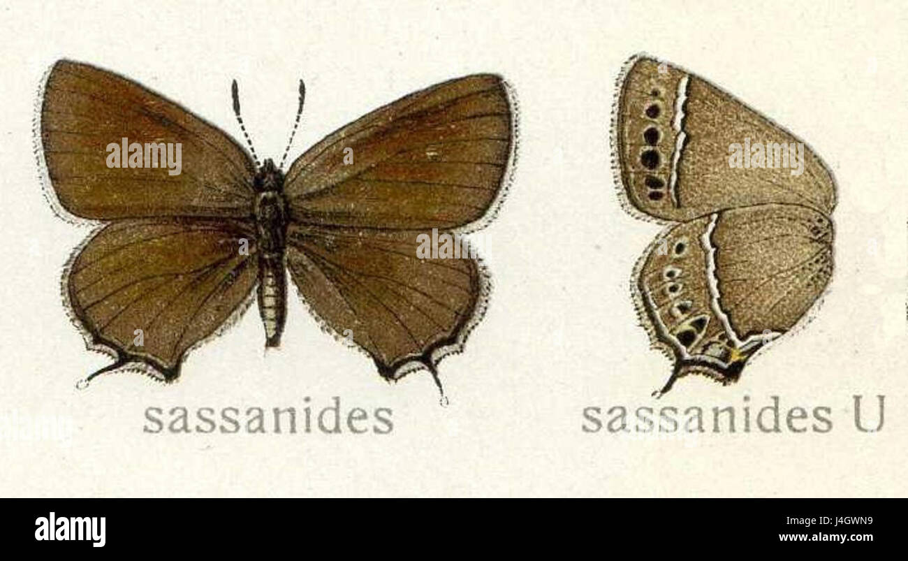 Persian cultural legacy hi-res stock photography and images - Alamy