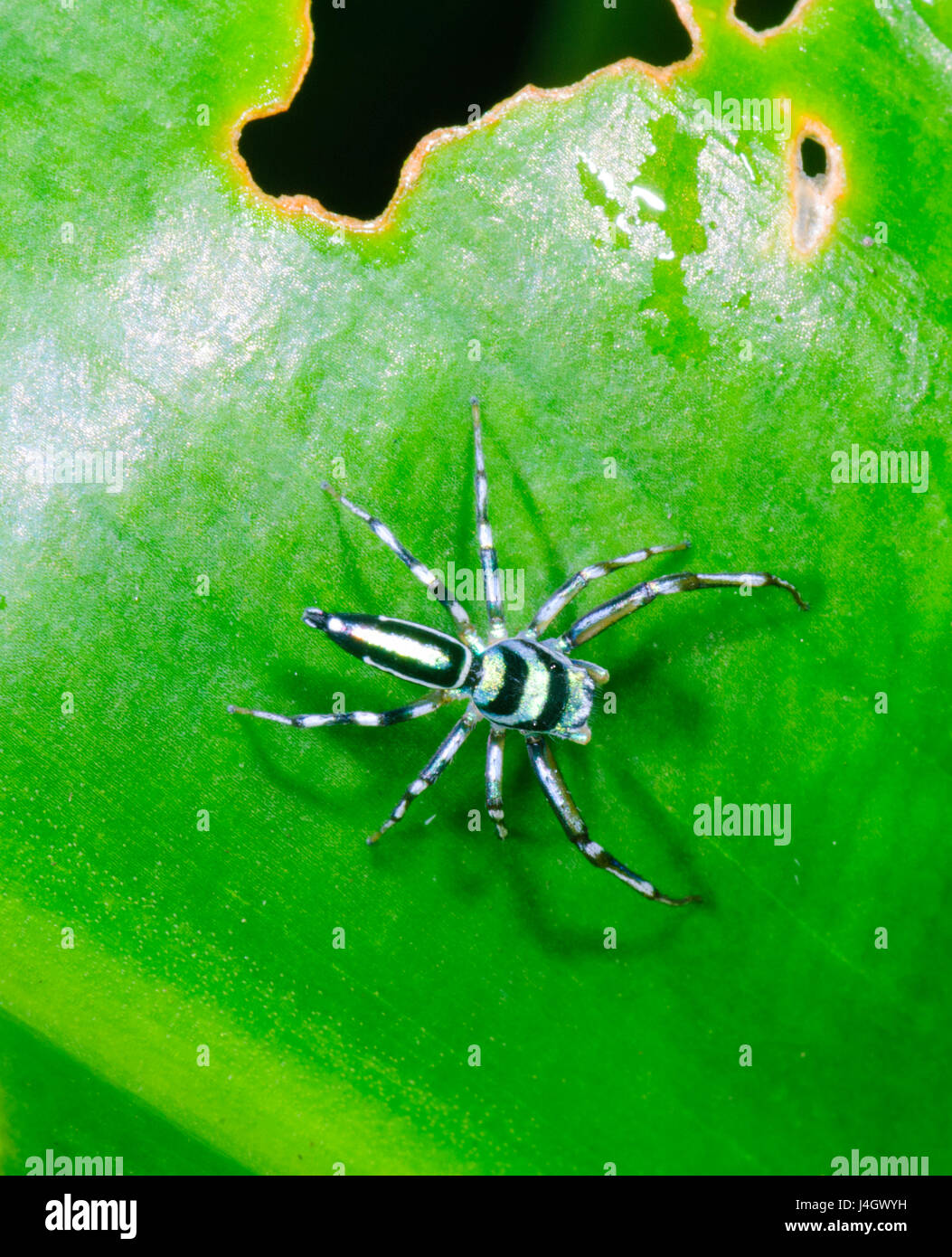 Adult Male Jumping Spider (Cosmophasis micarioides), Salticid ...