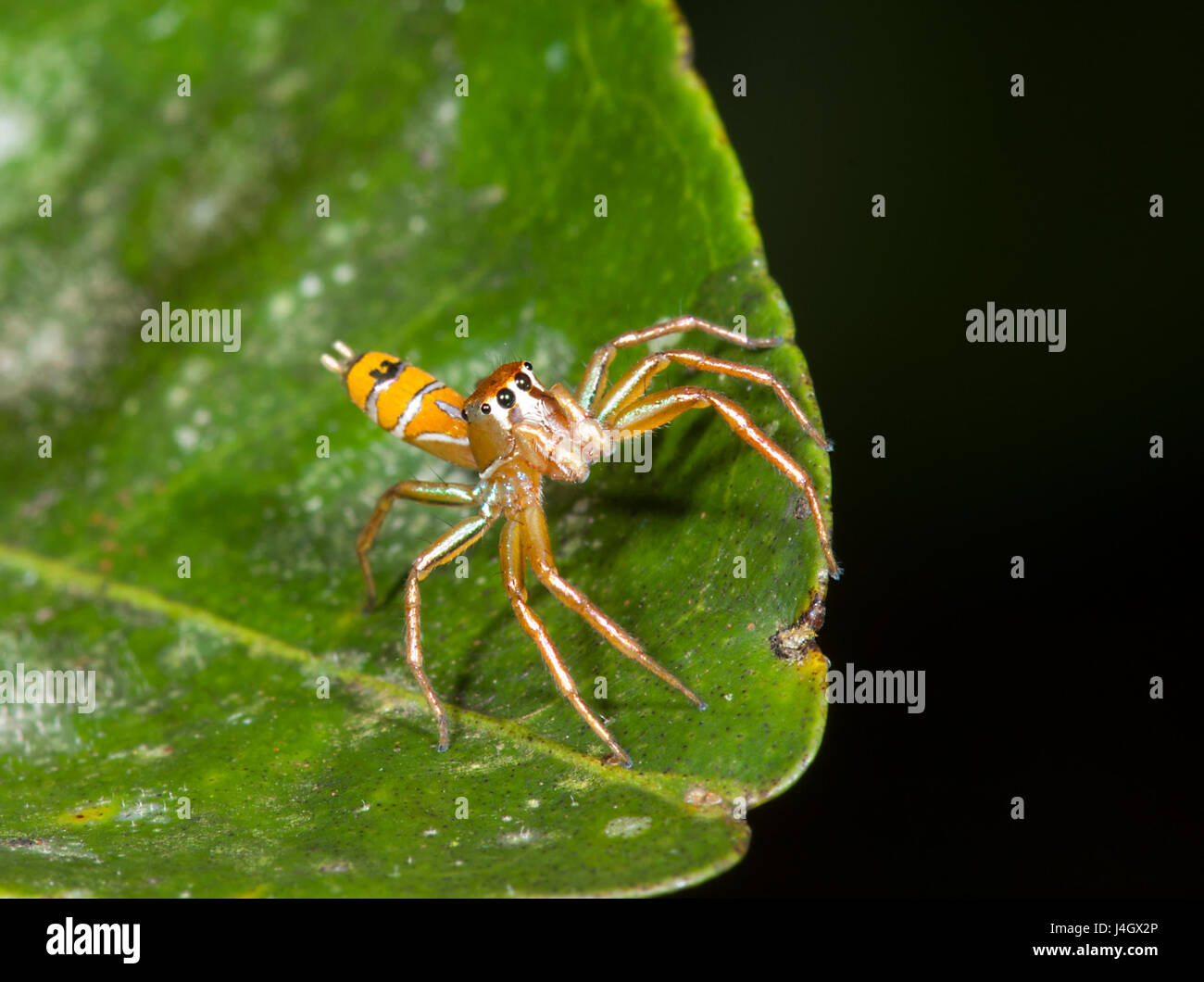 Jumping Spider (Cosmophasis bitaeniata), Salticid, Salticidae, Far ...