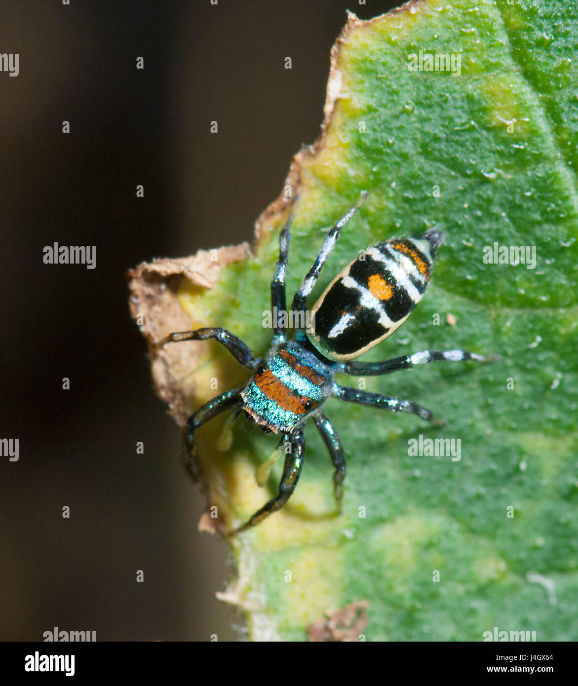 Adult Female Jumping Spider (Cosmophasis micarioides), Salticid ...