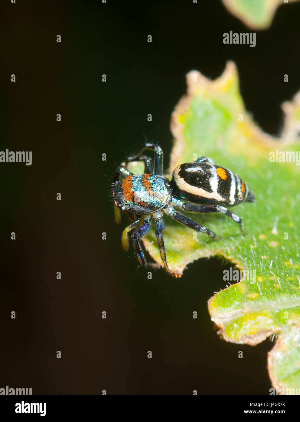 Adult Female Jumping Spider (Cosmophasis micarioides), Salticid ...