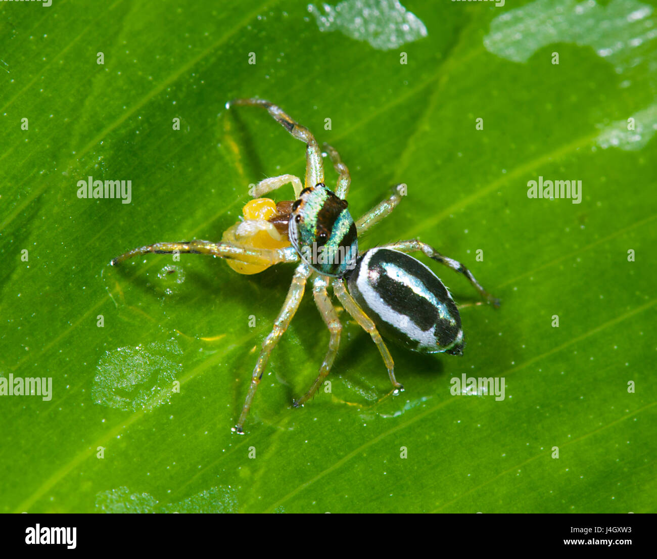 Adult Male Jumping Spider (Cosmophasis micarioides) with prey, Salticid ...