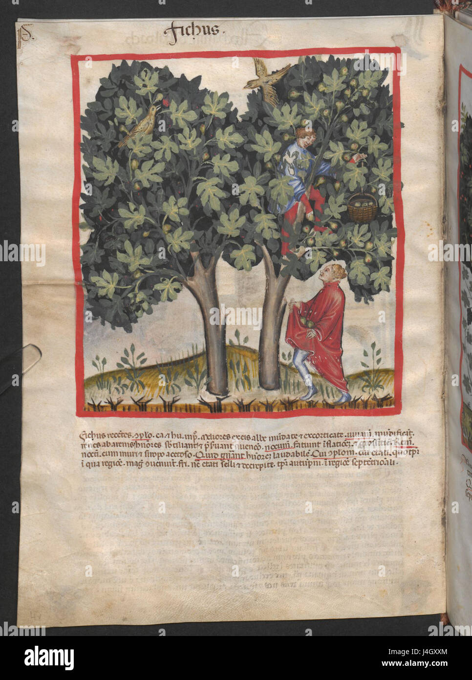 Fichus hi-res stock photography and images - Alamy