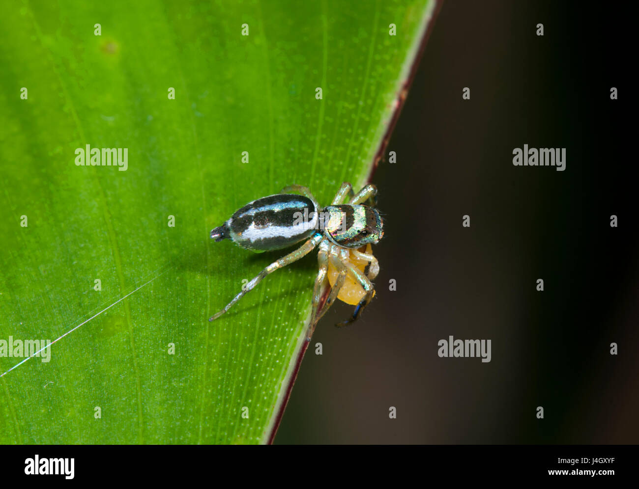 Adult Male Jumping Spider (Cosmophasis micarioides) with prey, Salticid ...