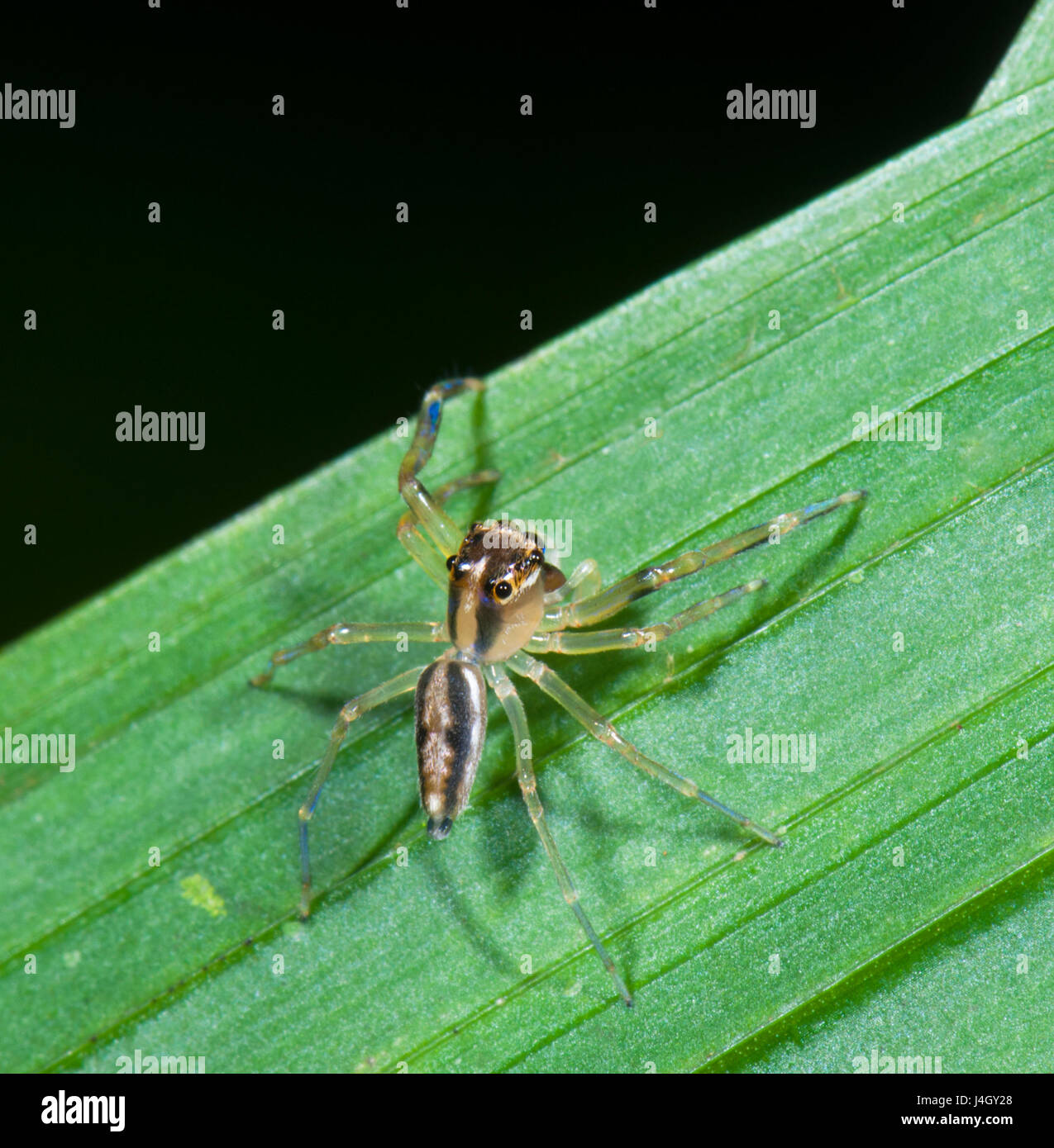 Jumping Spider (Tauala lepidis), Salticid, Salticidae, Far North ...