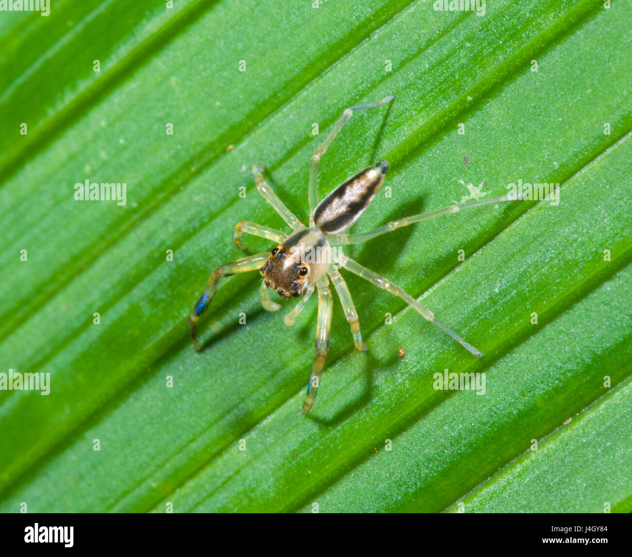Jumping Spider (Tauala lepidis), Salticid, Salticidae, Far North ...