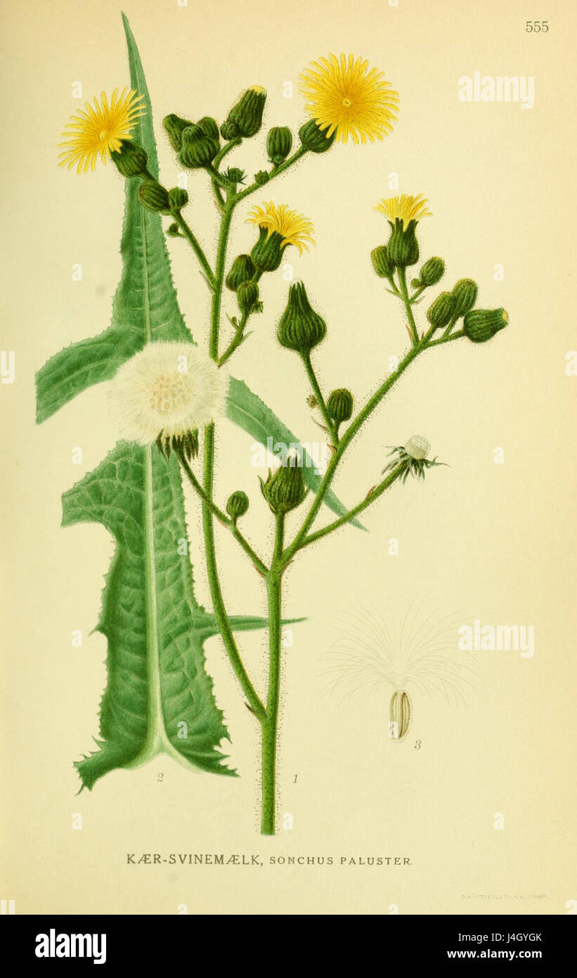 Sonchus genus hi-res stock photography and images - Alamy