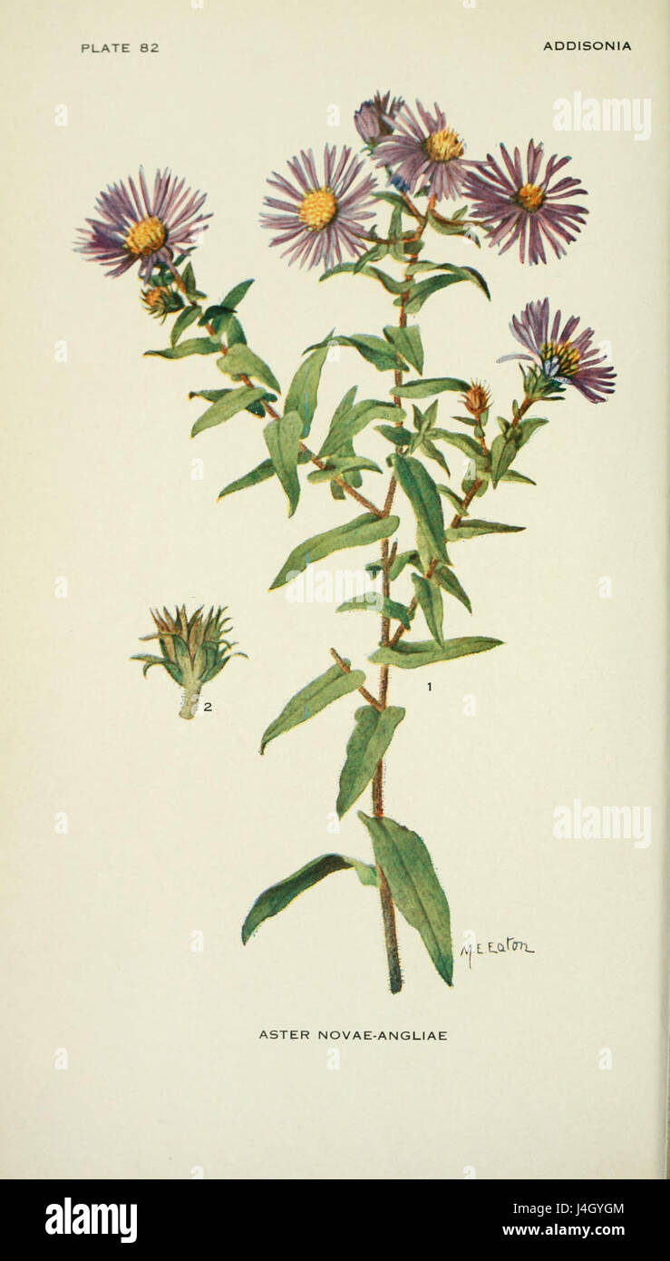Symphyotrichum novae angliae aster hi-res stock photography and images ...