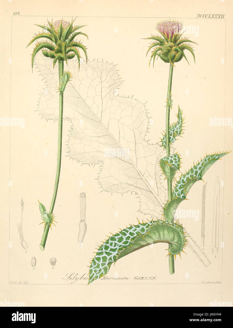 Silybum marianum illustration hi-res stock photography and images - Alamy