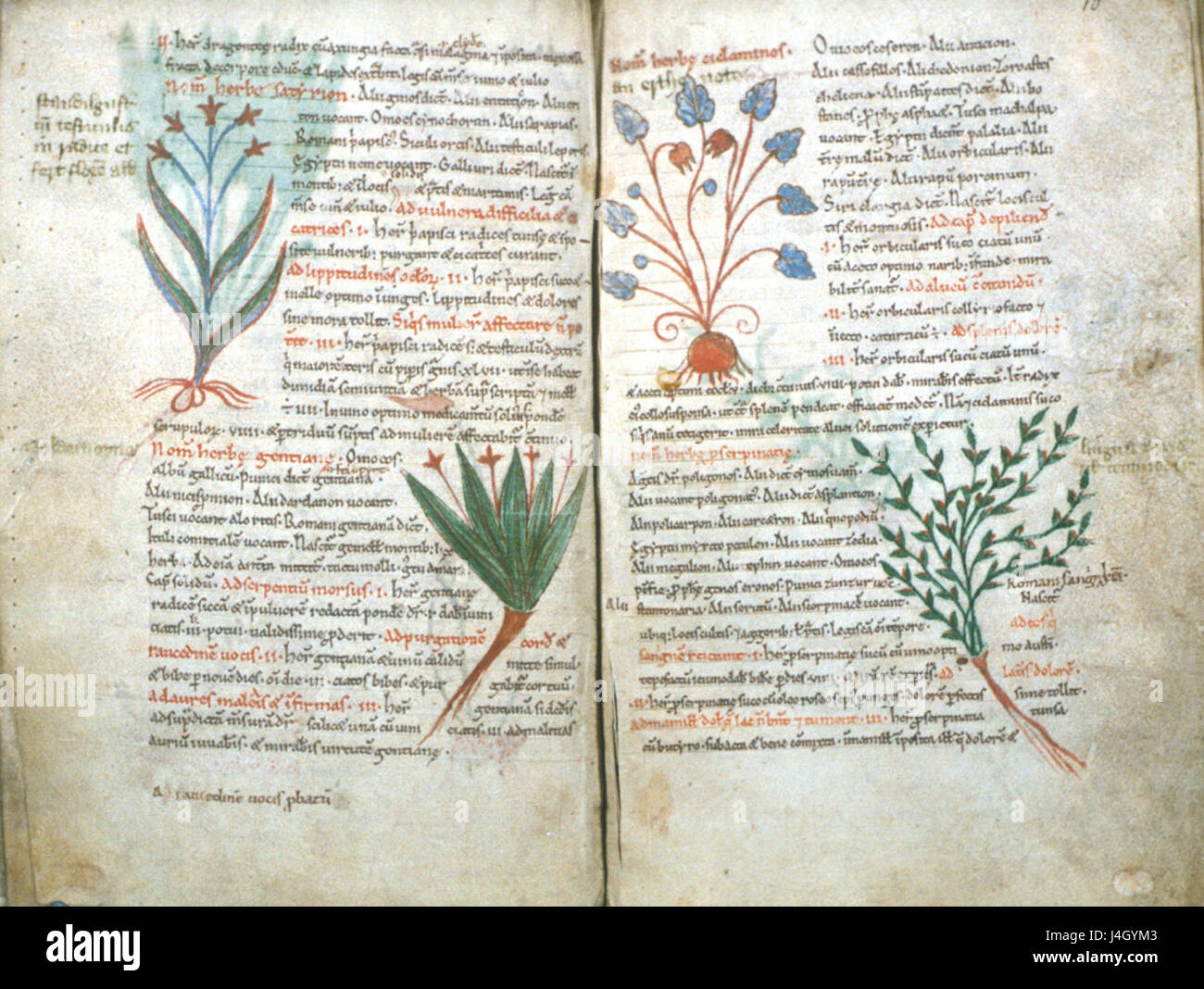 Satyrion etc Ps Ap Ashmole 1431 ms 9v 10r Stock Photo - Alamy