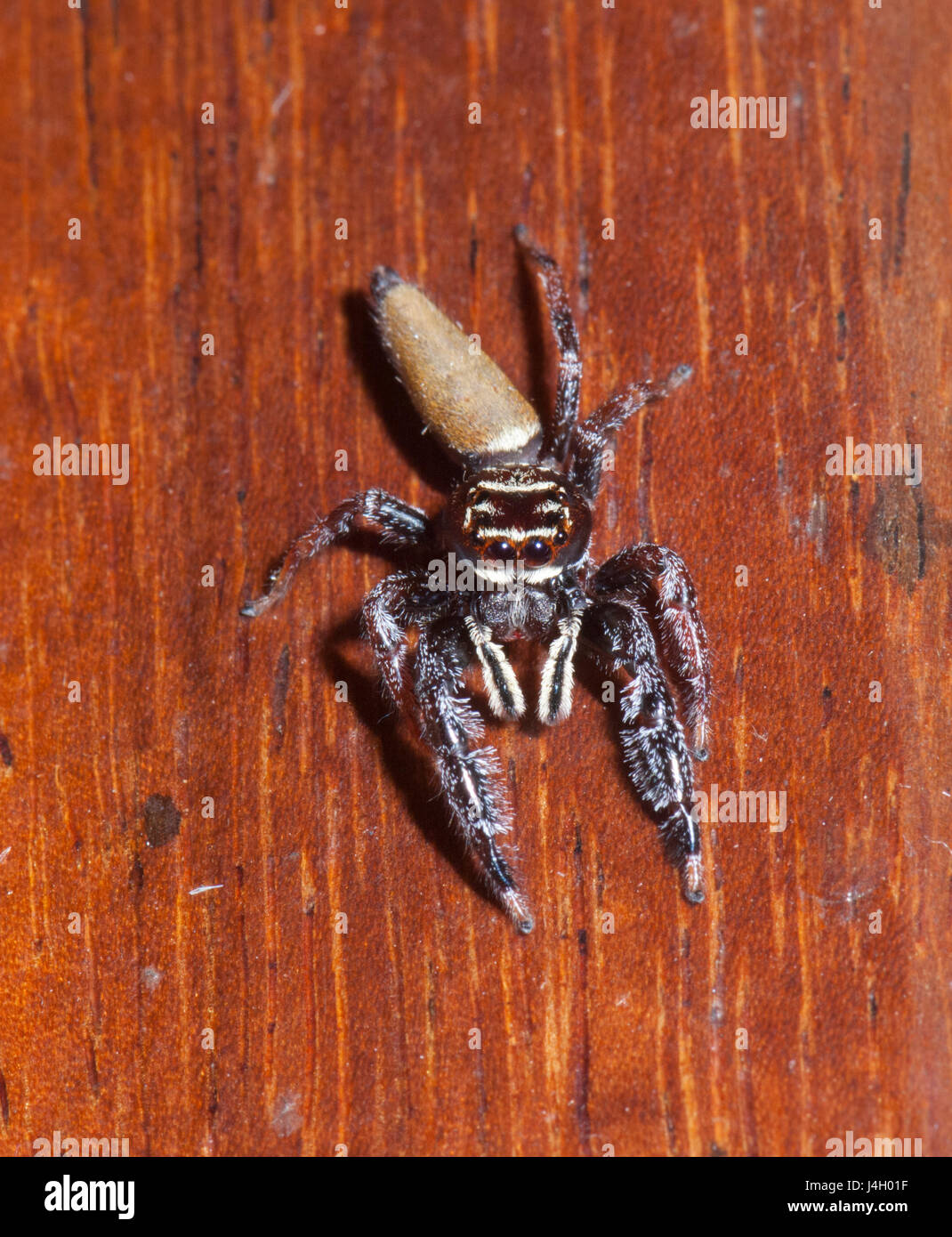 Bavia aericeps hi-res stock photography and images - Alamy