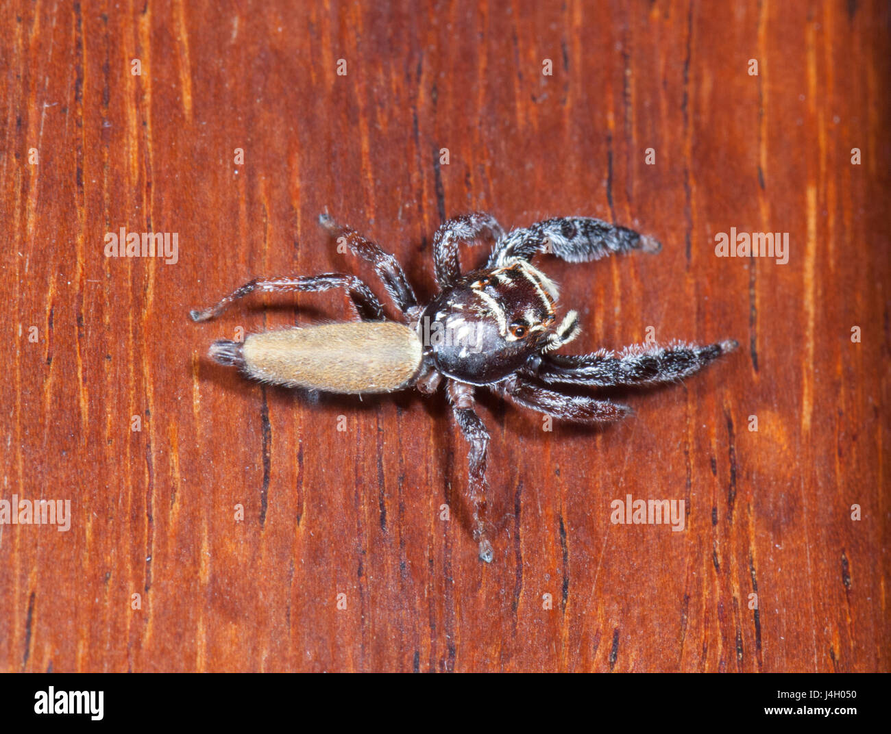 Bavia aericeps hi-res stock photography and images - Alamy