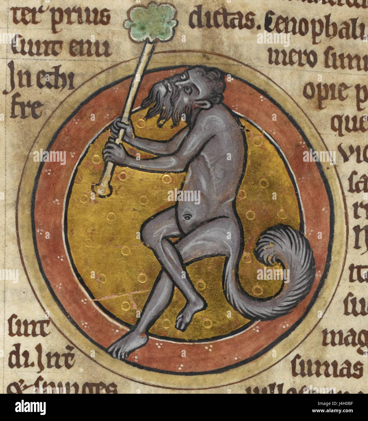 Satyre royal MS12 Stock Photo - Alamy