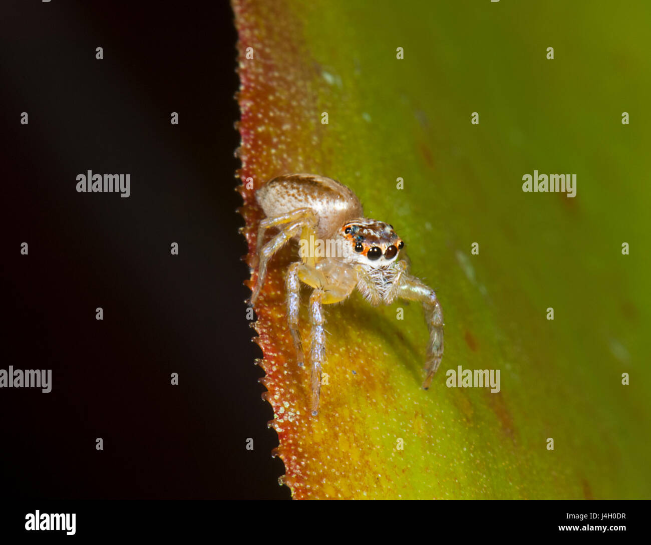 Jumping Spider (Cytaea plumbeiventris), Salticid, Salticidae, Far North ...
