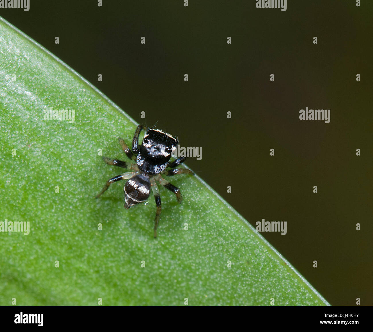 Omoedus durvillei hi-res stock photography and images - Alamy