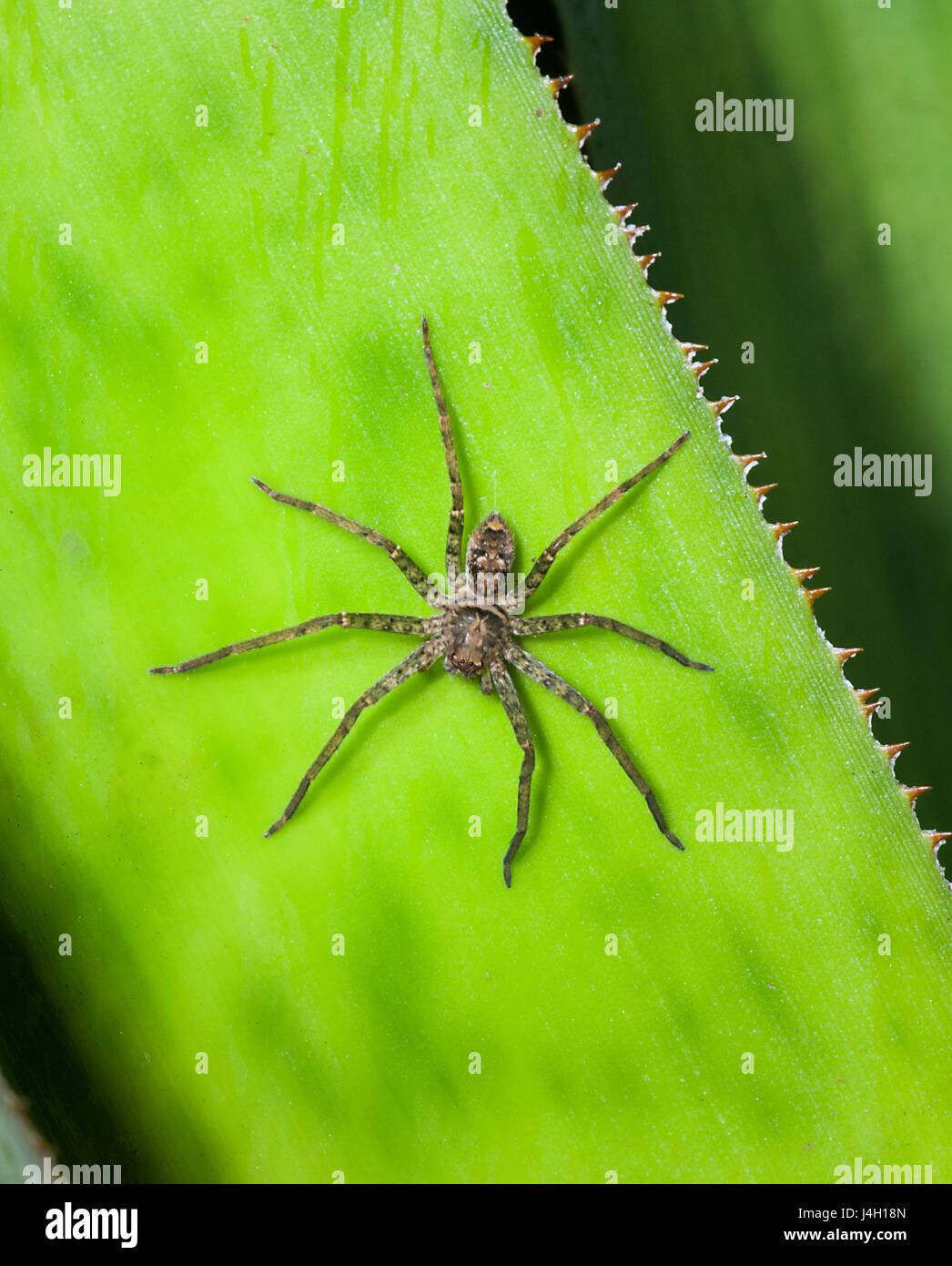 Huntsman spider australia hi-res stock photography and images - Alamy