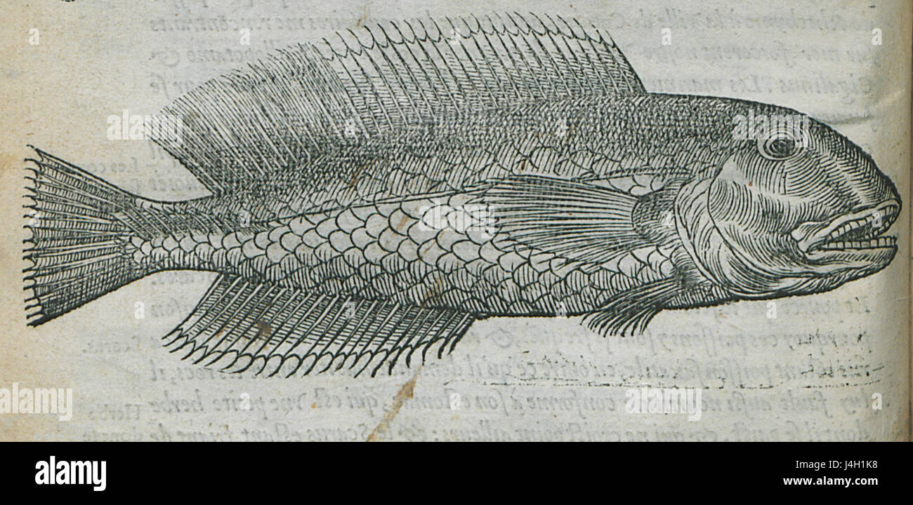 This is an illustration of a Scarus fish, created by Pierre Belon in ...