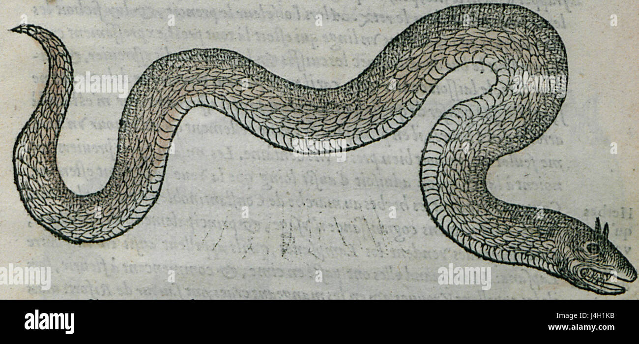 Horn like structures hi-res stock photography and images - Alamy