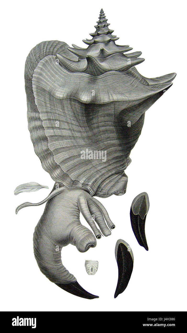 Duclos hi-res stock photography and images - Alamy