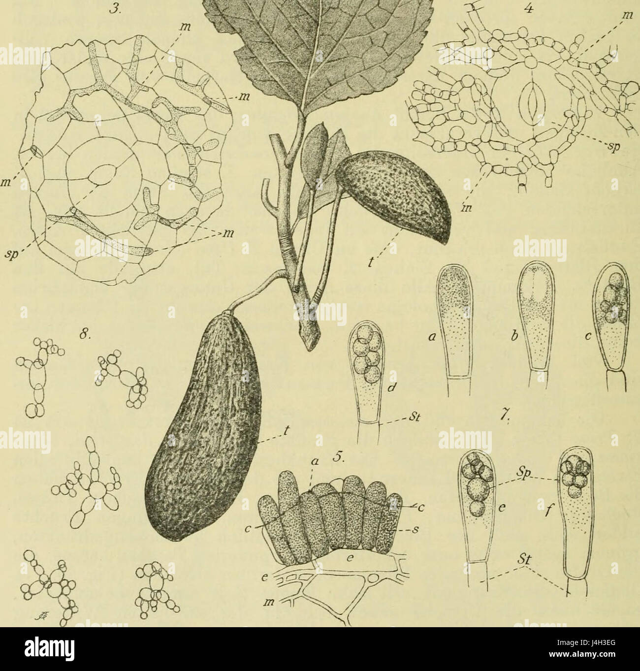 Taphrina pruni hi-res stock photography and images - Alamy