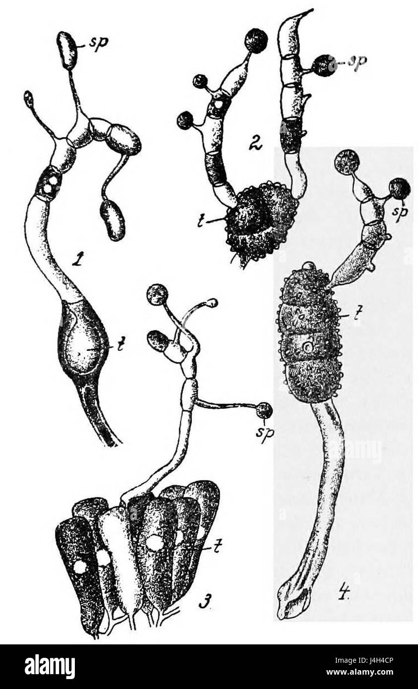 Basidiomycota fungi Black and White Stock Photos & Images - Alamy