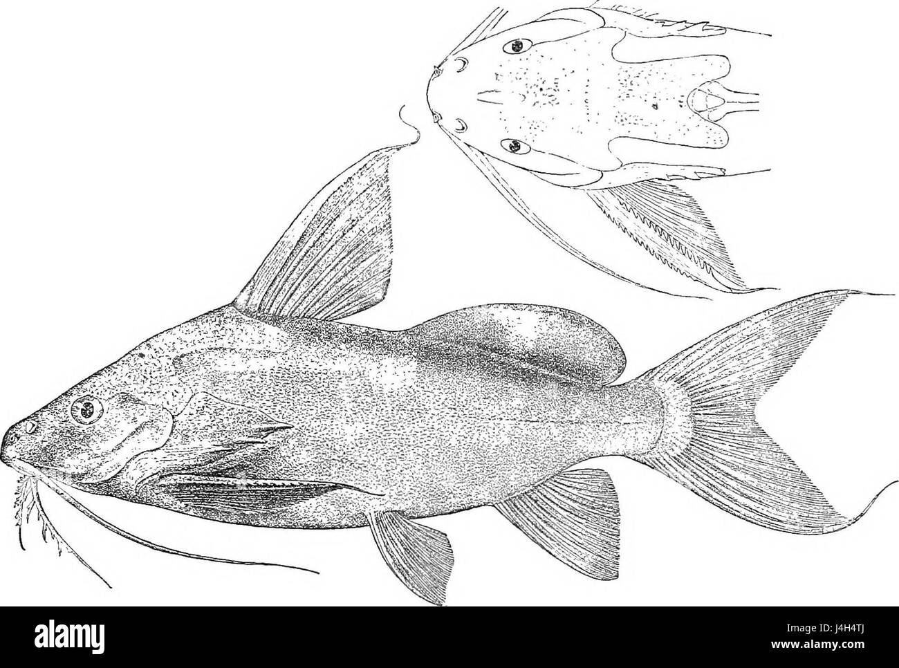 Synodontis budgetti is a species of catfish native to Africa, known for ...