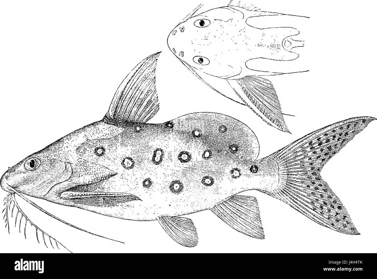 Catfish anatomy hi-res stock photography and images - Alamy