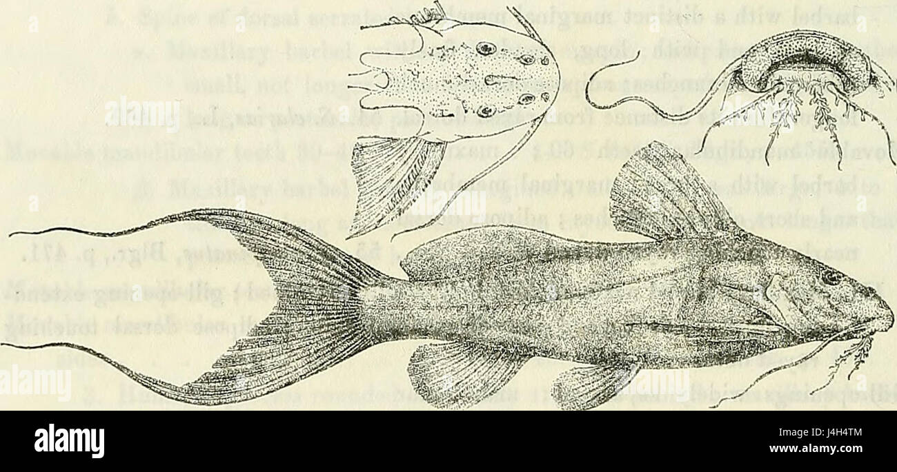 Catfish anatomy hi-res stock photography and images - Alamy