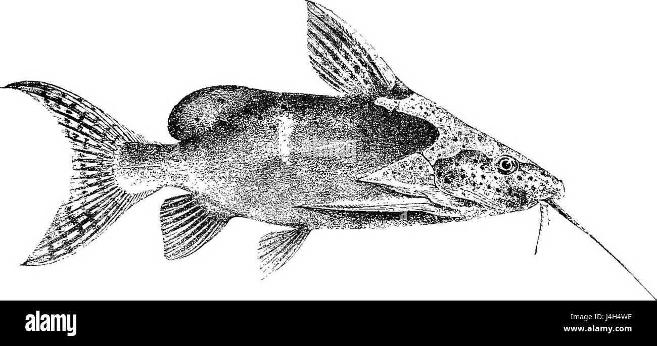 Catfish anatomy Black and White Stock Photos & Images - Alamy