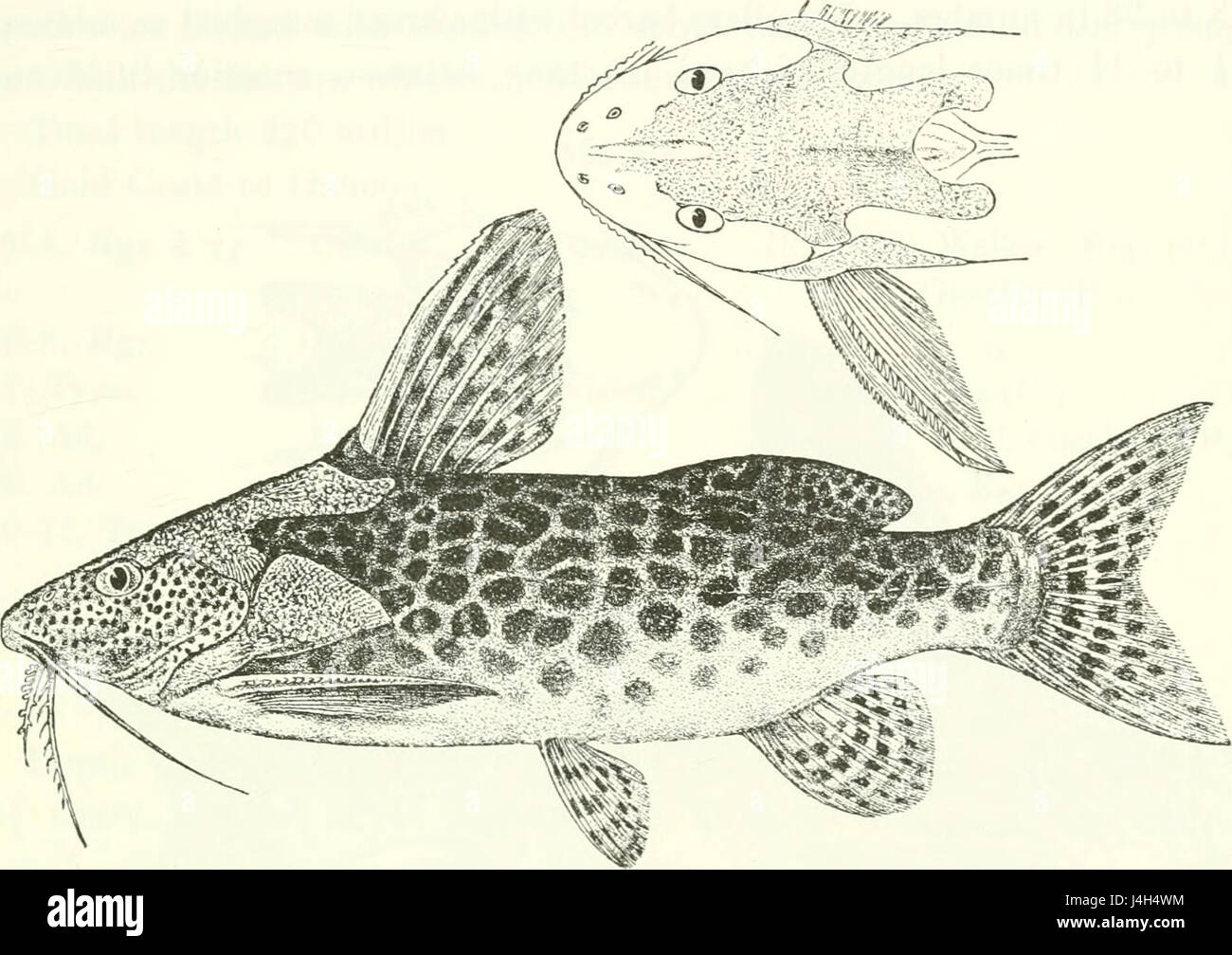 Synodontis macrostigma is a species of freshwater fish in the family ...