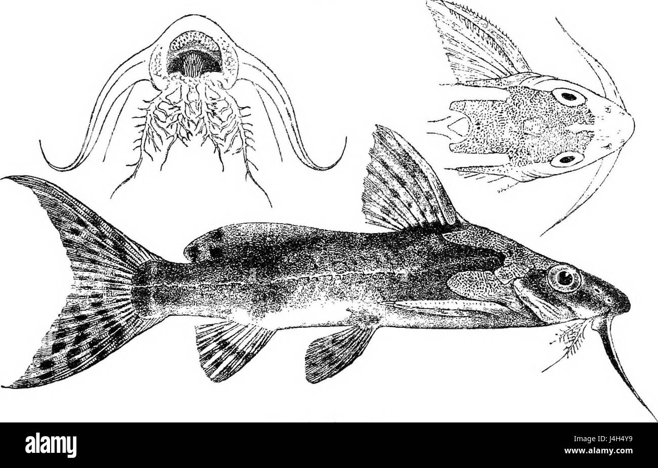 Spiny fish species hi-res stock photography and images - Alamy