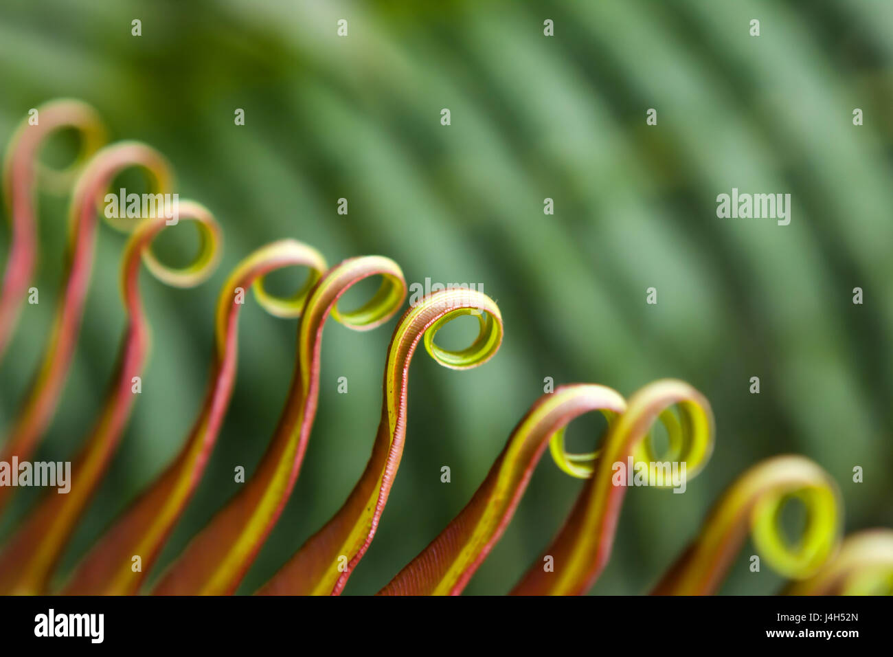 Curly fern hi-res stock photography and images - Alamy