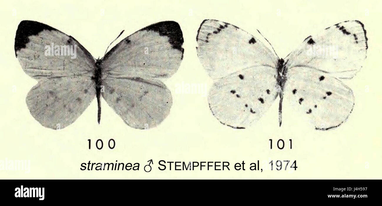 Taxonomic description of Straminea, a butterfly species identified by ...