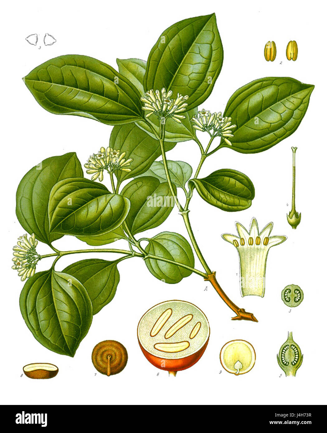 Nux vomica seeds hi-res stock photography and images - Alamy