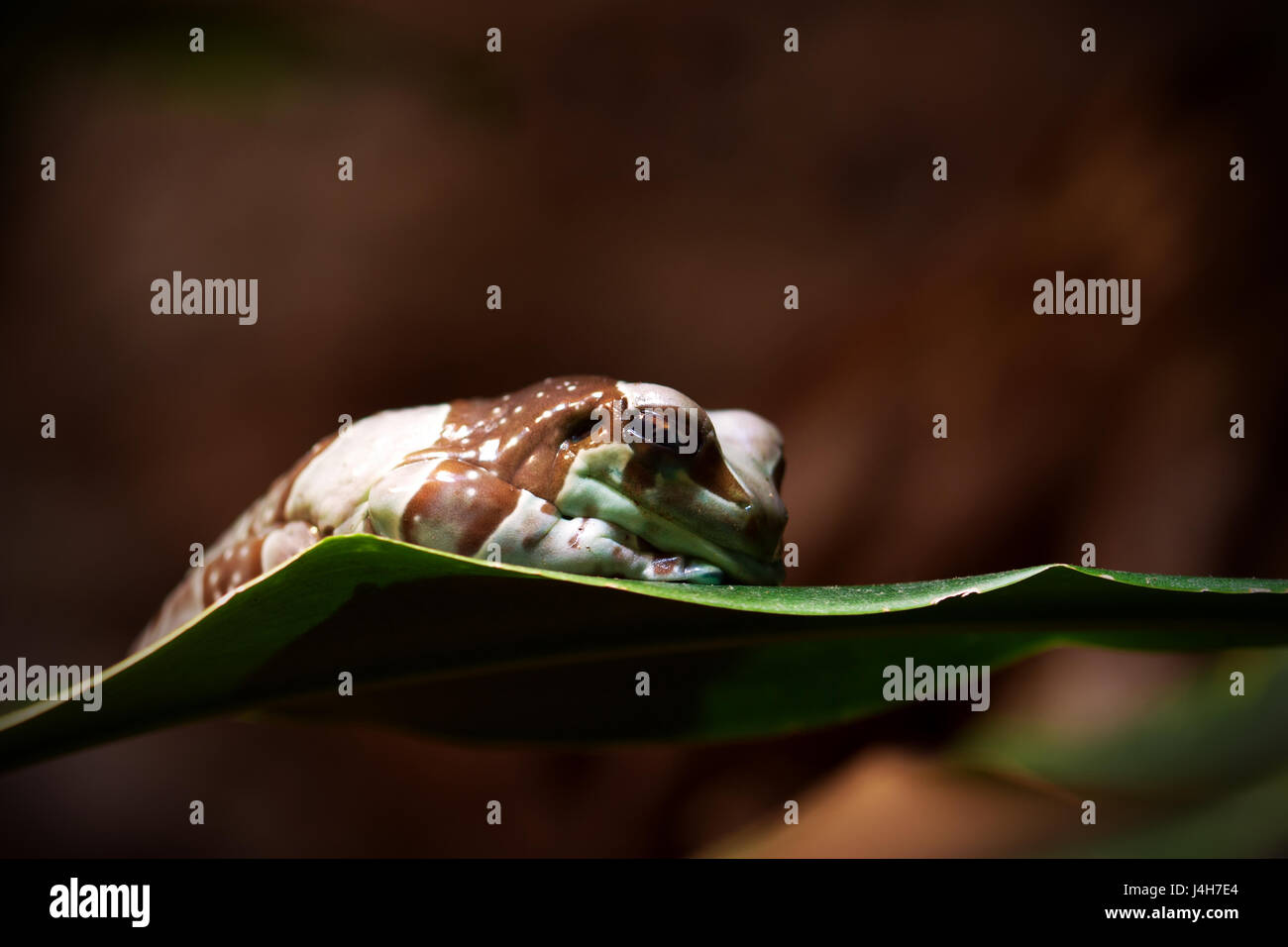 Amazon milk frog or Mission golden-eyed tree frog (Trachycephalus ...