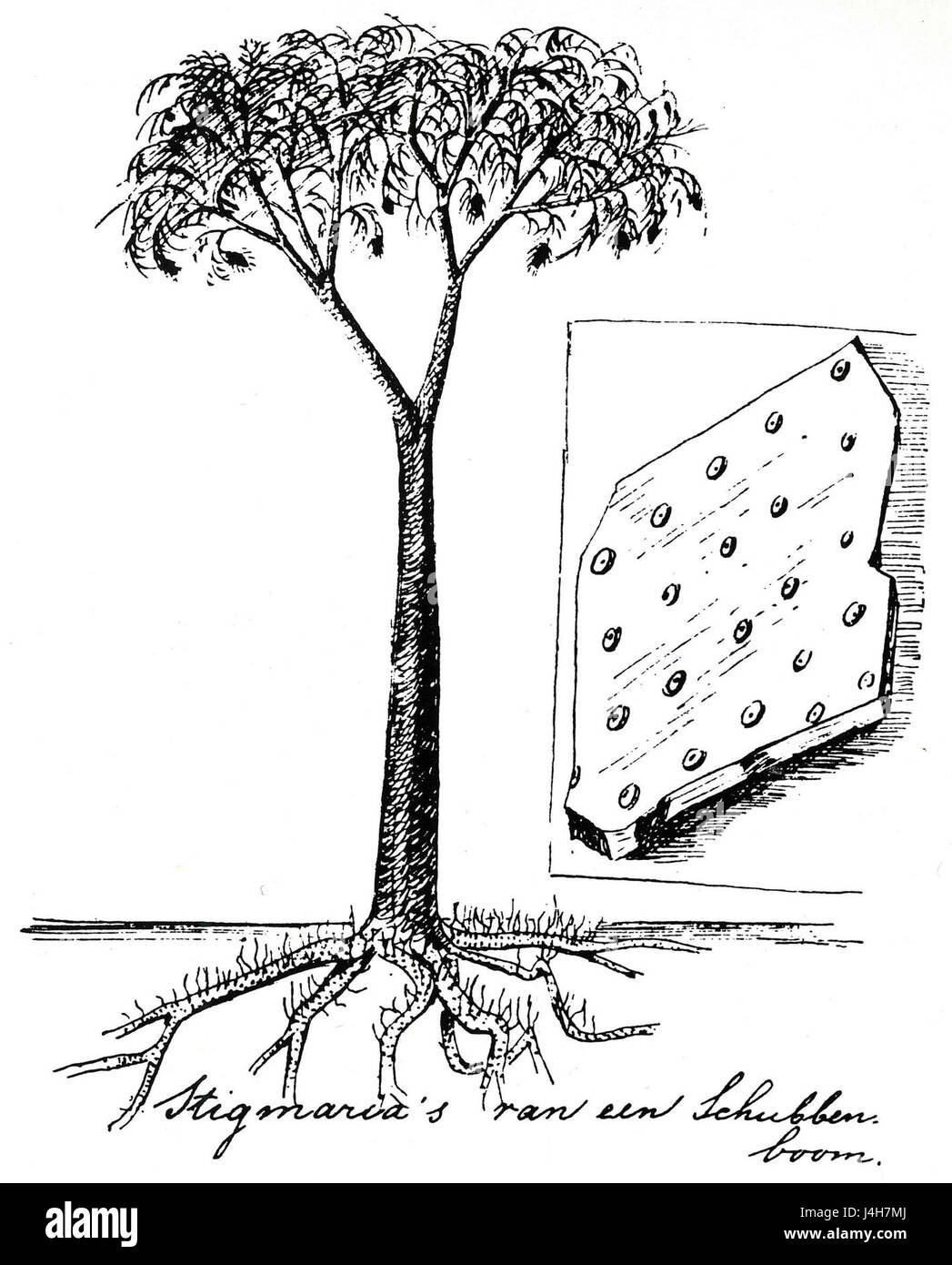 Stigmaria hi-res stock photography and images - Alamy