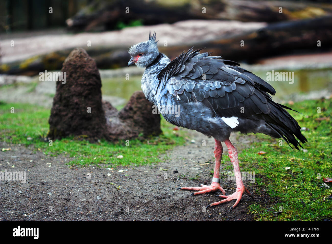 Screamer bird hi-res stock photography and images - Alamy