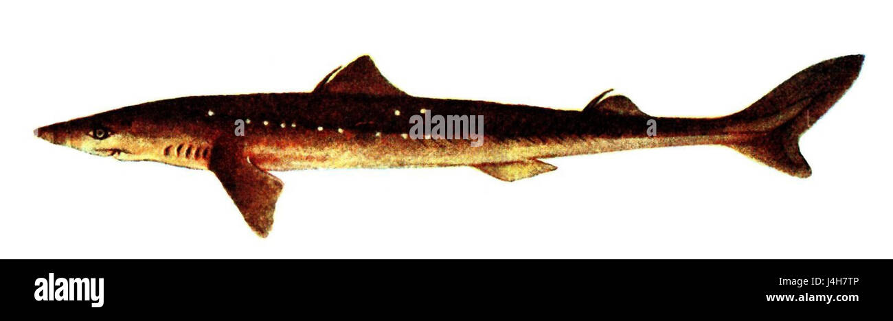 Species squalus acanthias hi-res stock photography and images - Alamy